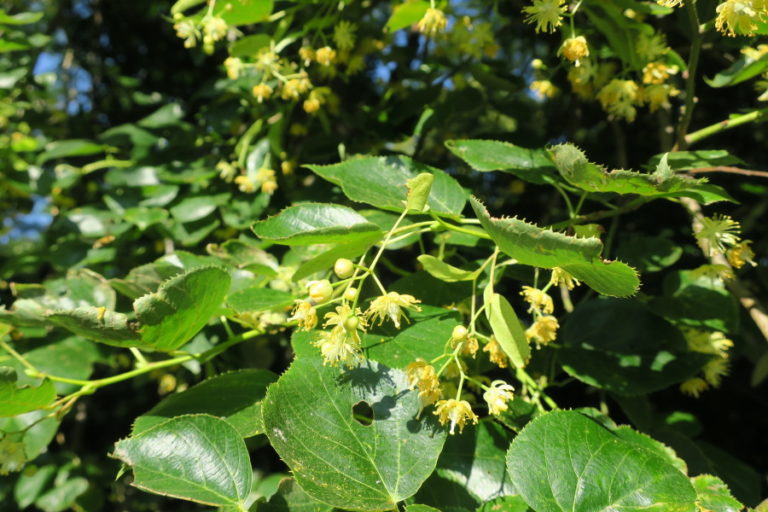 Lípa – zajímavosti o našem národním stromu | Lípy republiky 1918 – 2021